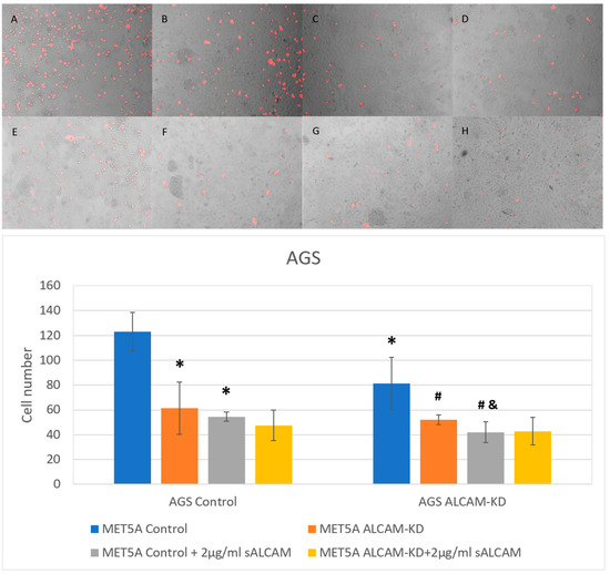 Activated Leukocyte Cell Adhesion Molecule (ALCAM), a Potential ‘Seed ...