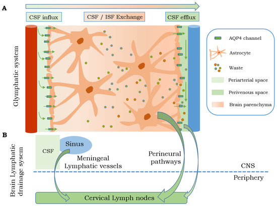 Choroid Plexus Aquaporins in CSF Homeostasis and the Glymphatic System: Their Relevance for ...