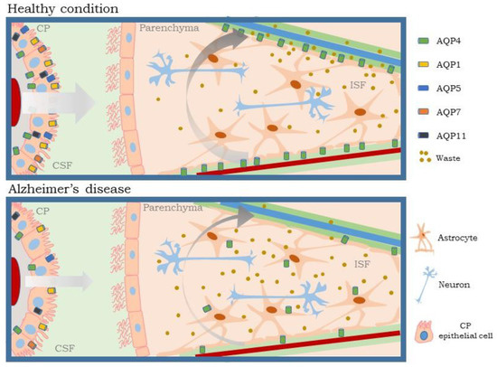Choroid Plexus Aquaporins in CSF Homeostasis and the Glymphatic System ...