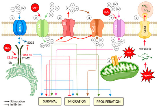 Oxidative Stress and Immune Response in Melanoma: Ion Channels as ...