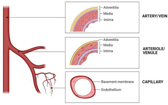 Bioprinting Technologies and Bioinks for Vascular Model Establishment