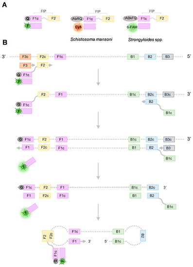 Development of a Duplex LAMP Assay with Probe-Based Readout for ...