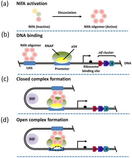 Molecular Mechanism and Agricultural Application of the NifA–NifL ...