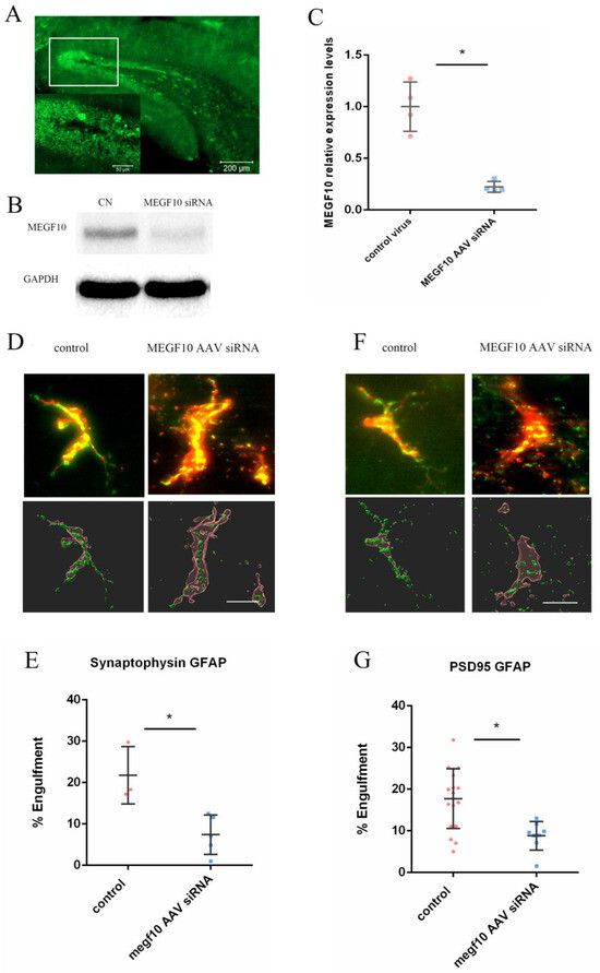 The Anaesthetics Isoflurane and Xenon Reverse the Synaptotoxic Effects ...