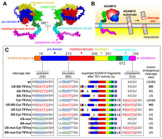 A Bioengineering Strategy to Control ADAM10 Activity in Living Cells