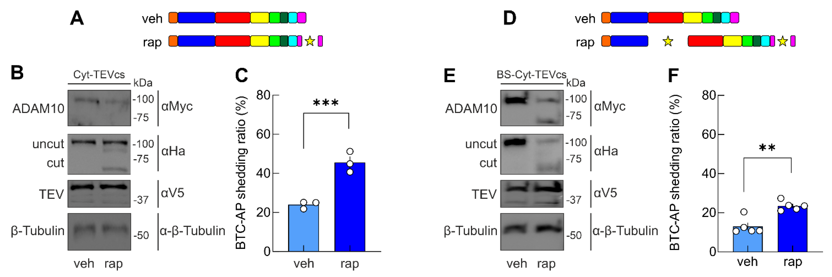 A Bioengineering Strategy to Control ADAM10 Activity in Living Cells
