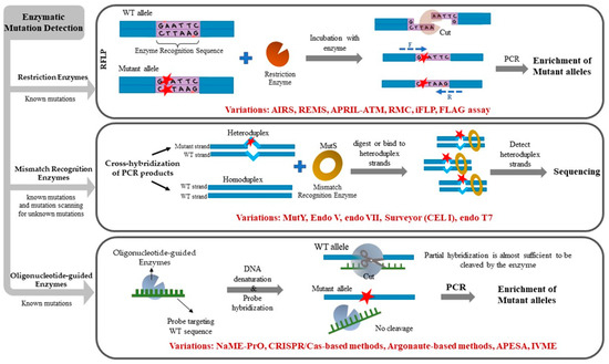 Enzymatic Methods for Mutation Detection in Cancer Samples and Liquid Biopsies