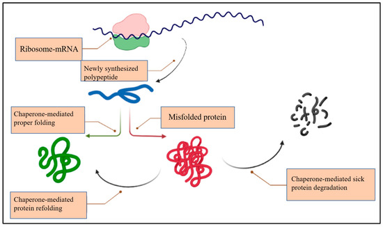 Contribution of Extracellular Vesicles and Molecular Chaperones in Age ...