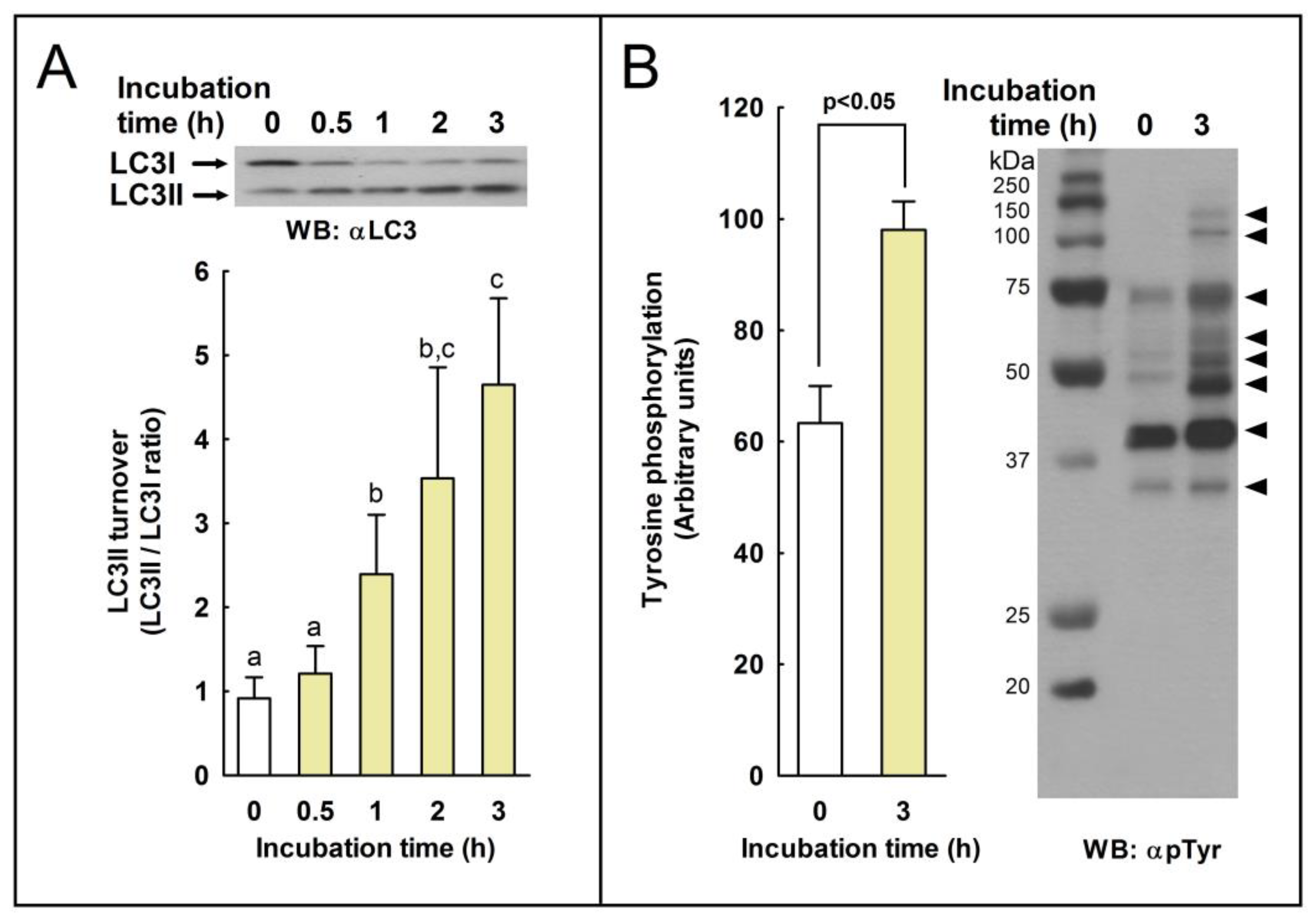 The Autophagy Marker LC3 Is Processed during the Sperm Capacitation and the Acrosome Reaction ...