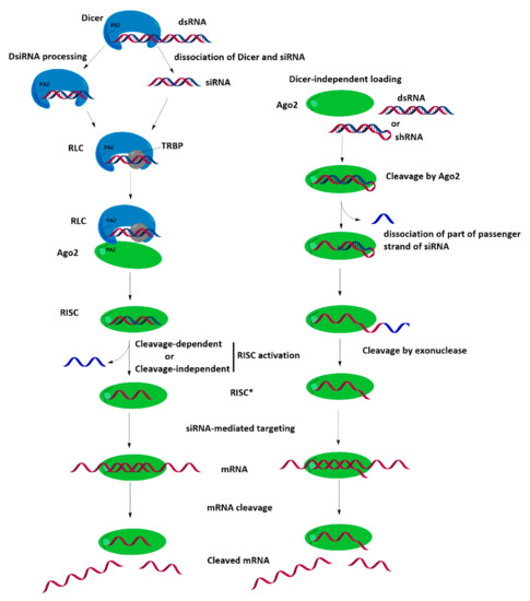 Structural Modifications of siRNA Improve Its Performance In Vivo