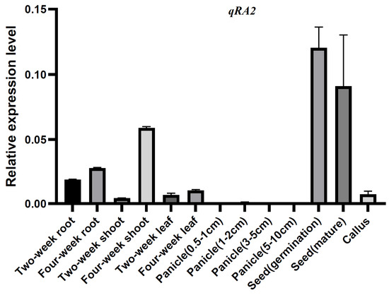 Fine Mapping and Cloning of a qRA2 Affect the Ratooning Ability in Rice (Oryza sativa L.)