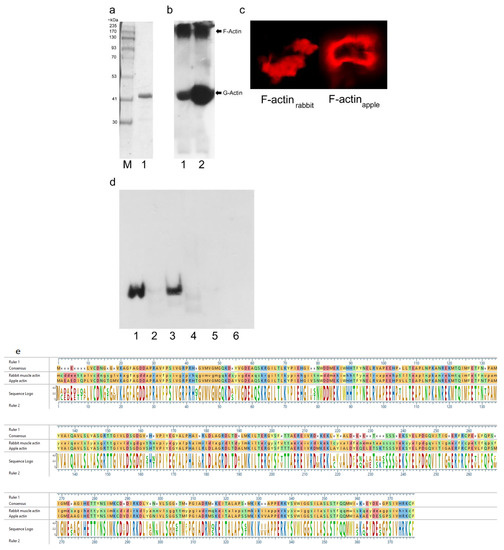 Identification of the Actin-Binding Region and Binding to Host Plant ...