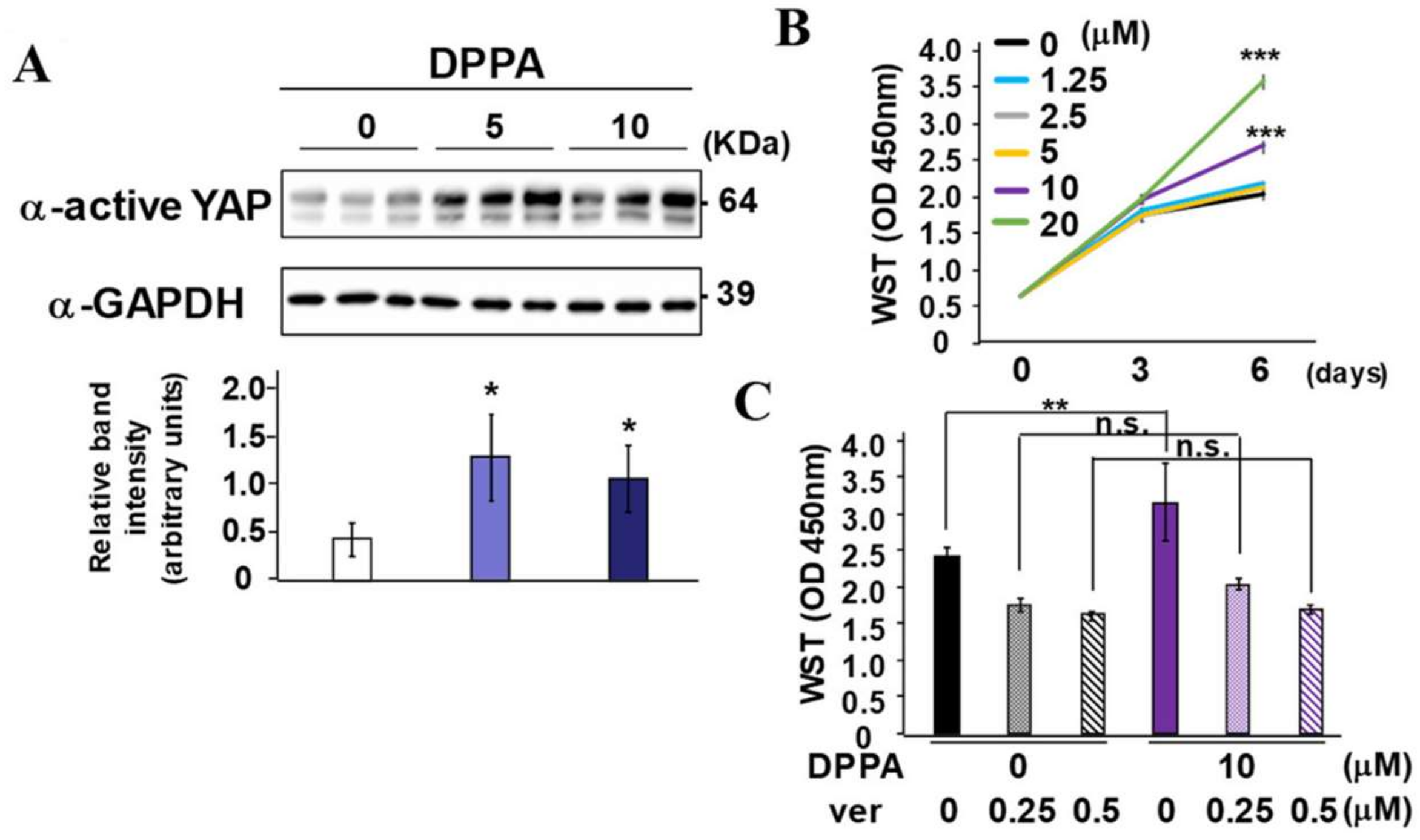 Pharmacological Activation of YAP/TAZ by Targeting LATS1/2 Enhances ...