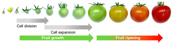 Fruit Physiology through Signaling Processes: Latest Advances and ...