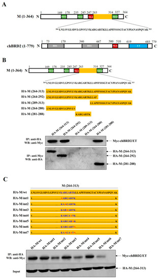 Mutation of Basic Residues R283, R286, and K288 in the Matrix Protein ...