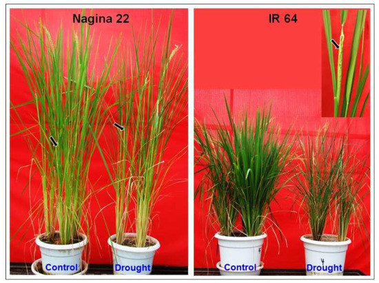 Transcriptome and Physio-Biochemical Profiling Reveals Differential ...