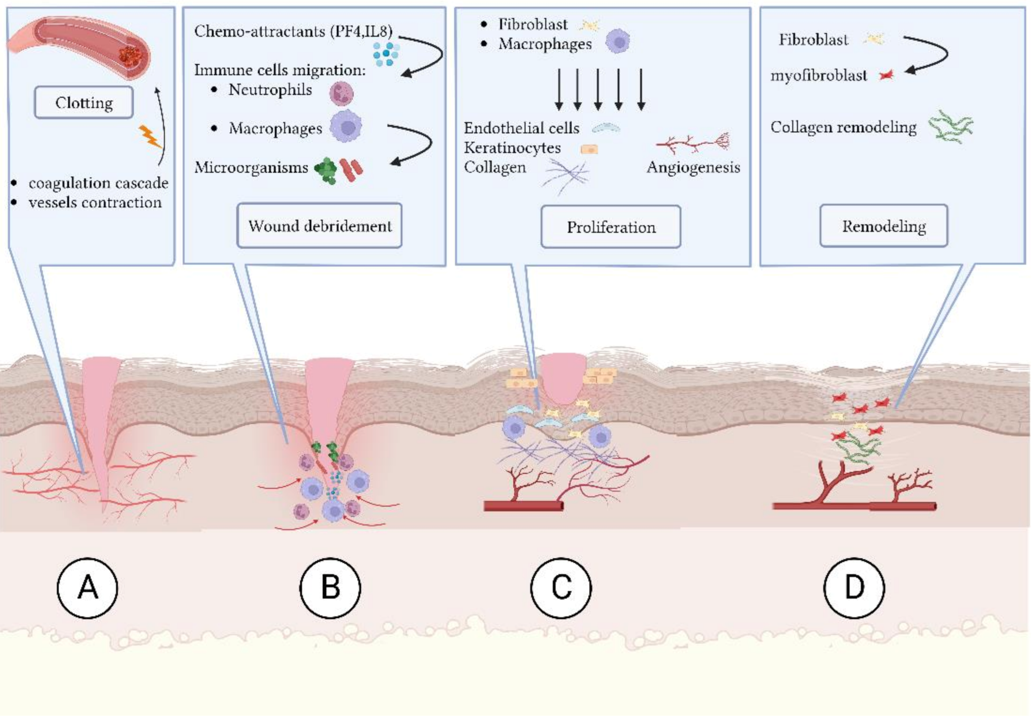 Wound Infection In Medicine at Sybil Downing blog