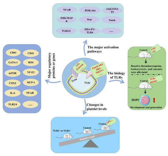 Toll-like Receptors and Thrombopoiesis