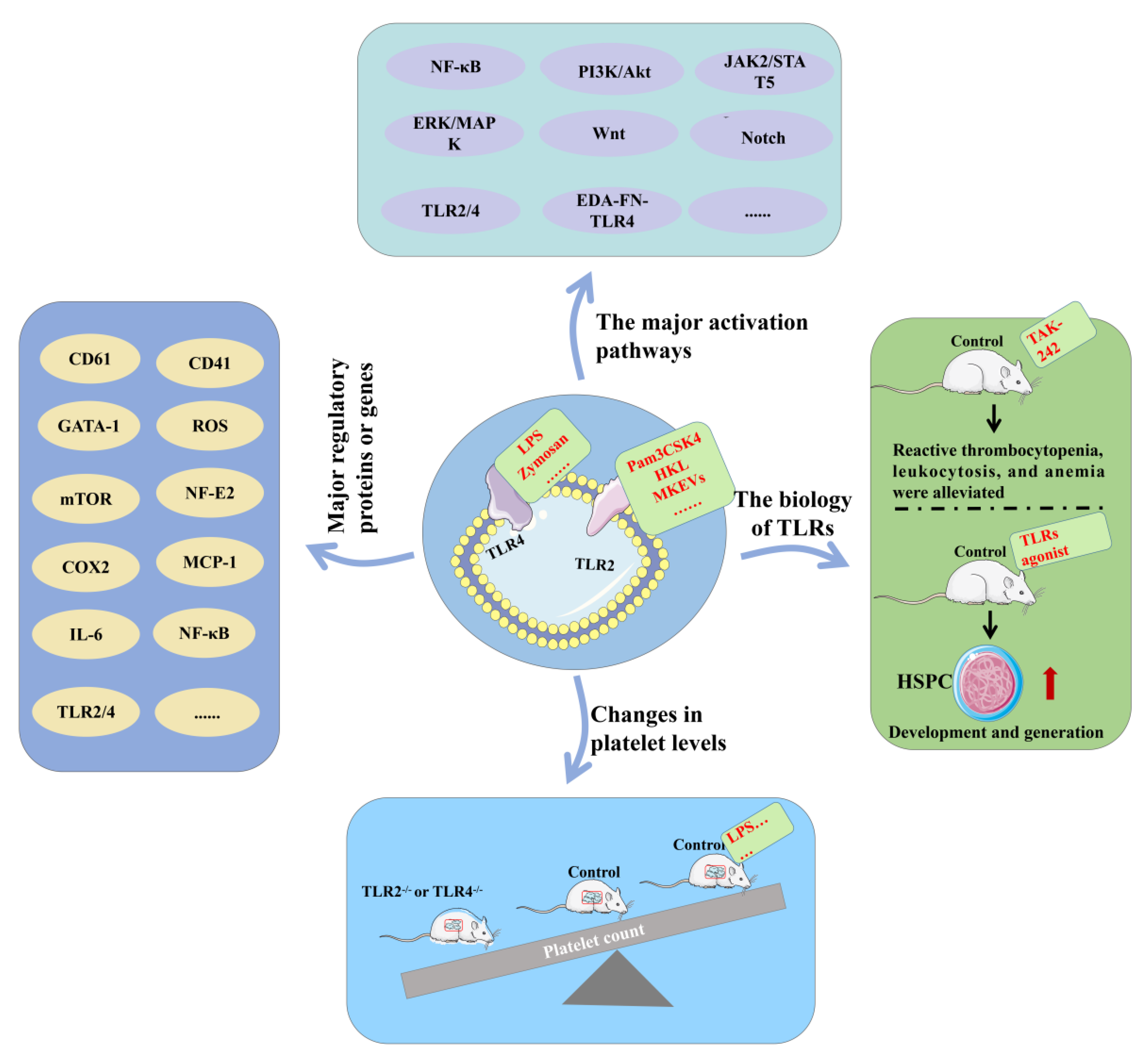Toll-like Receptors and Thrombopoiesis