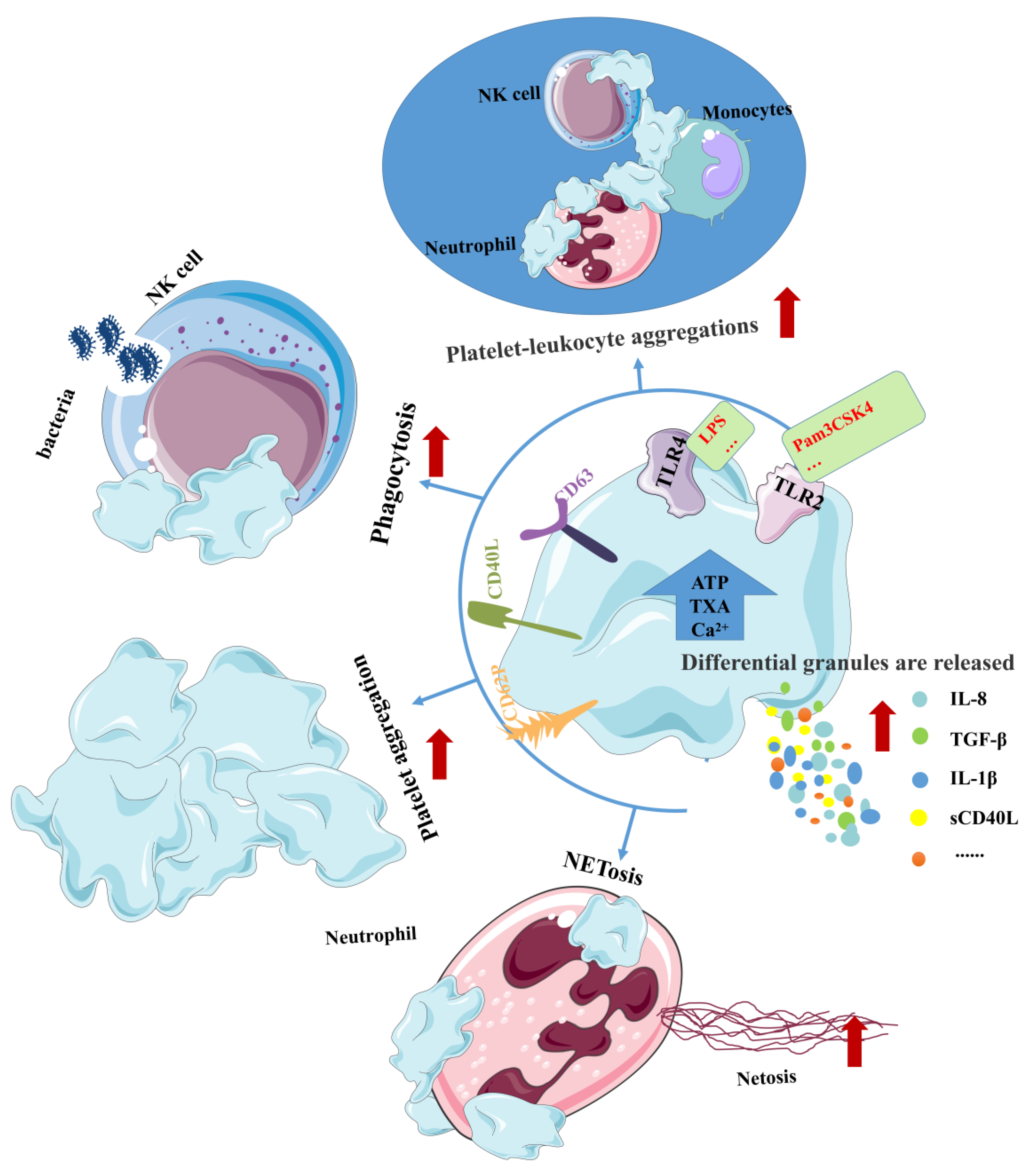 Toll-like Receptors and Thrombopoiesis