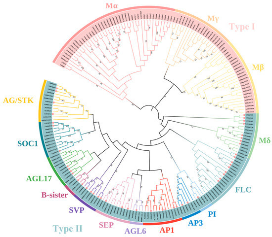 Genome-Wide Identification of MADS-Box Family Genes in Safflower ...
