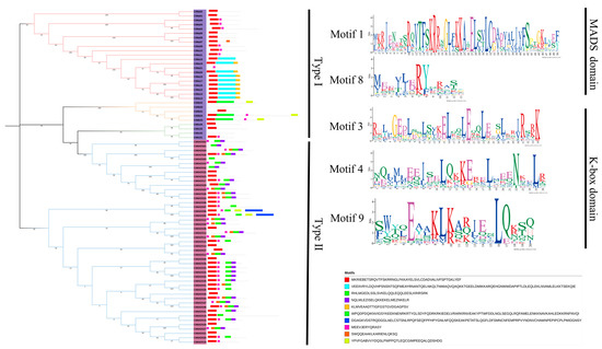Genome-Wide Identification of MADS-Box Family Genes in Safflower ...