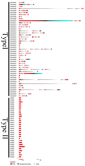 Genome-Wide Identification of MADS-Box Family Genes in Safflower ...