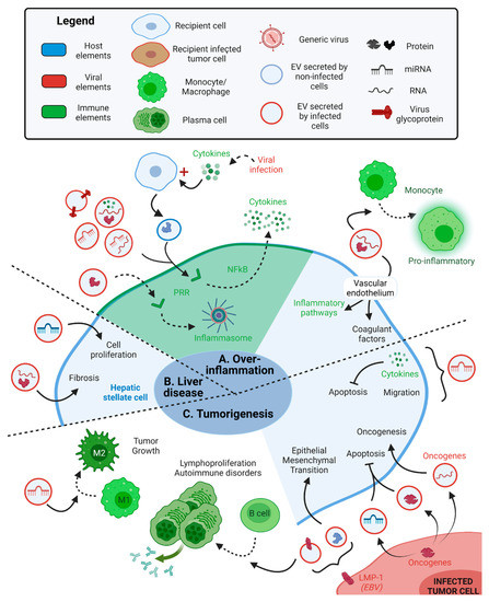 IJMS | Free Full-Text | Extracellular Vesicles and Viruses: Two ...