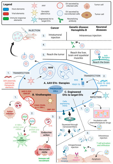 IJMS | Free Full-Text | Extracellular Vesicles and Viruses: Two ...