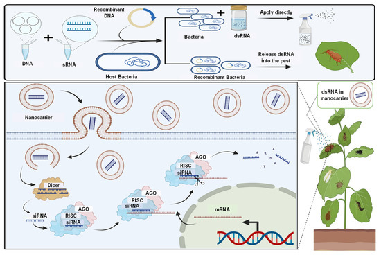 Regulatory Small RNAs for a Sustained Eco-Agriculture