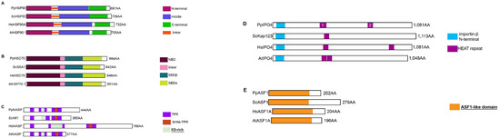 The Histone Chaperone Network Is Highly Conserved in Physarum polycephalum