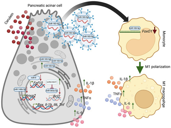 The Role of MicroRNAs in Pancreatitis Development and Progression
