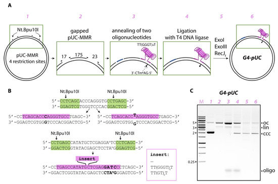 New DNA Plasmid Model for Studying DNA Mismatch Repair Response to the ...