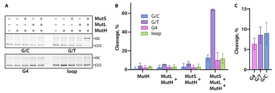 New DNA Plasmid Model for Studying DNA Mismatch Repair Response to the ...