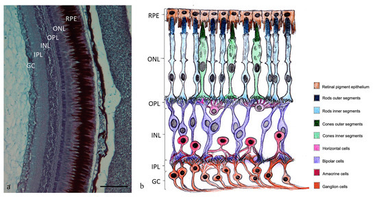 Potential Neuroprotective Role of Calretinin-N18 and Calbindin-D28k in the Retina of Adult ...