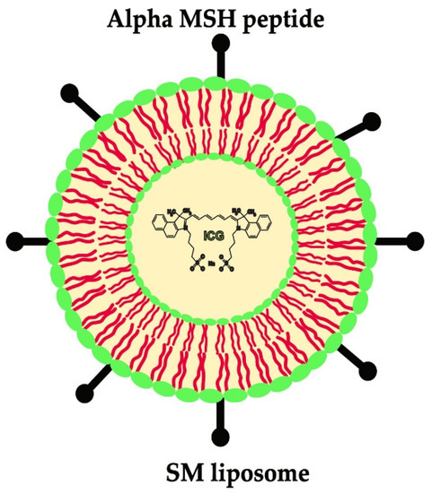 Exploring the Usability of α-MSH-SM-Liposome as an Imaging Agent to ...
