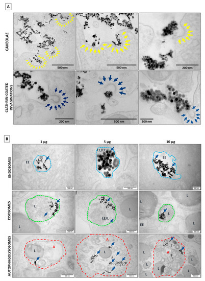 Upconverting Nanoparticles as a New Bio-Imaging Strategy—Investigating ...