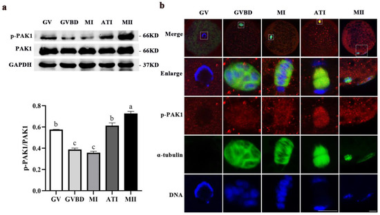 PAK1 Is Involved in the Spindle Assembly during the First Meiotic ...