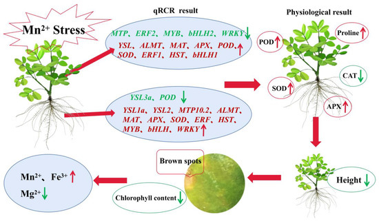 Comparative Transcriptome Analysis Reveals Complex Physiological ...