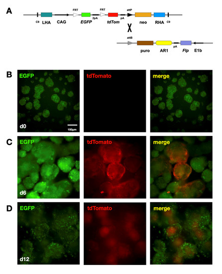 Development of a Method for the In Vivo Generation of Allogeneic Hearts ...