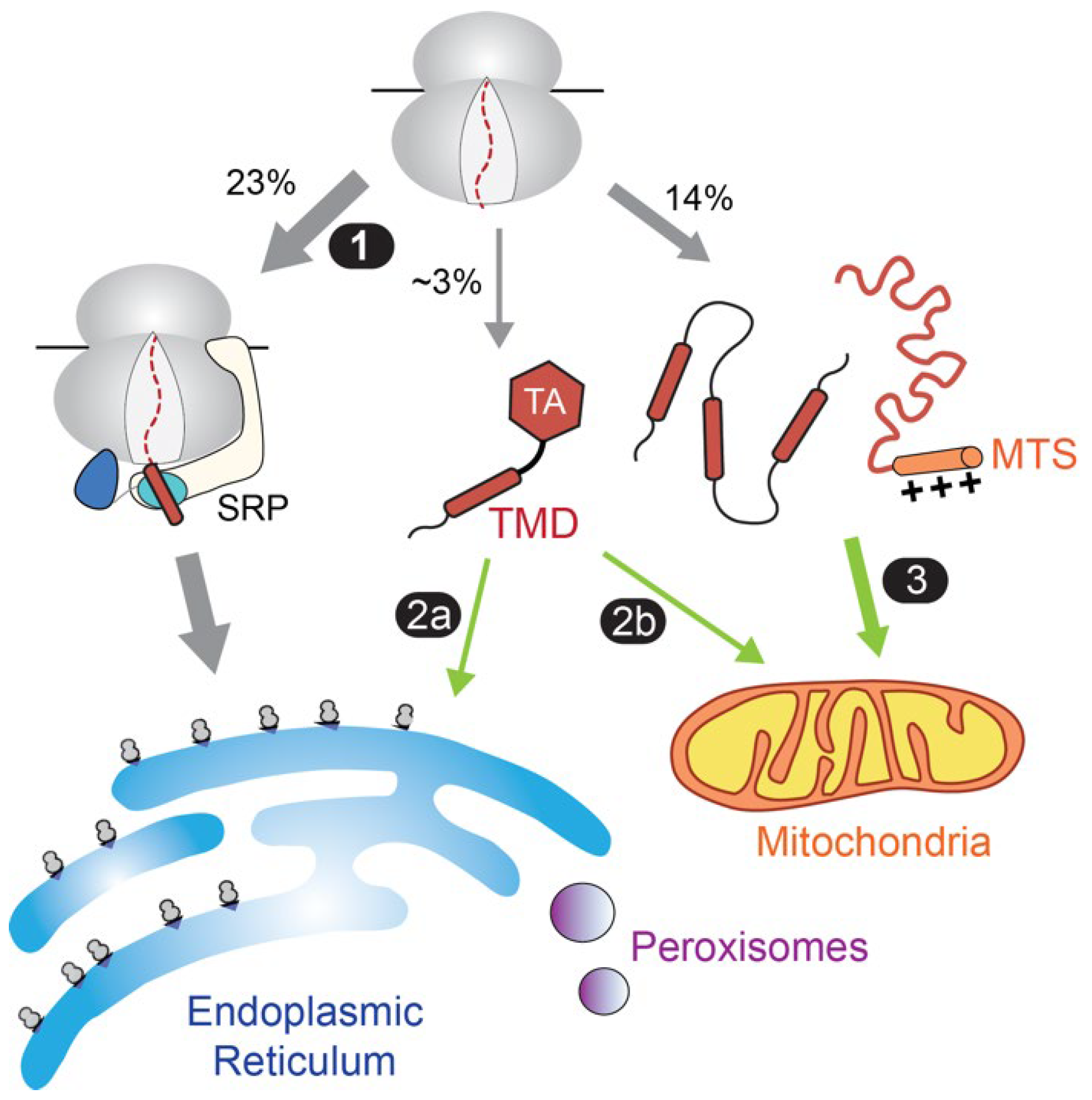 Role of Hsp70 in Post-Translational Protein Targeting: Tail-Anchored ...