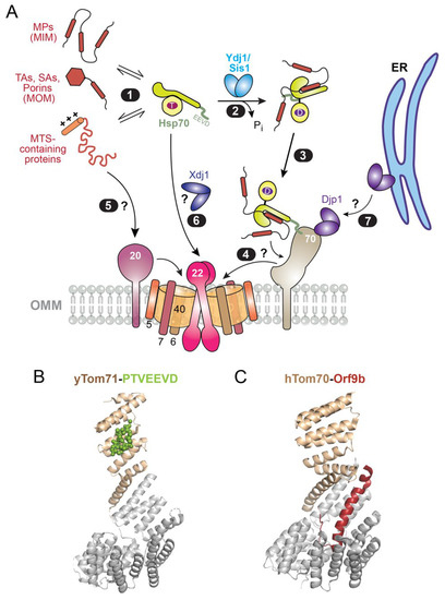 Role of Hsp70 in Post-Translational Protein Targeting: Tail-Anchored ...