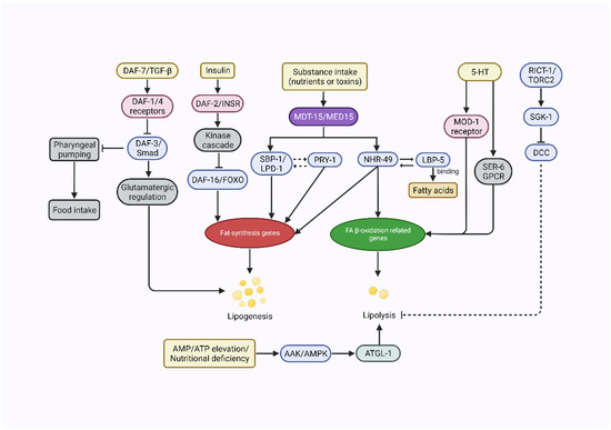 Application of Caenorhabditis elegans in Lipid Metabolism Research