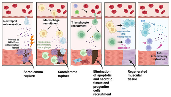 Nano-Immunomodulation: A New Strategy for Skeletal Muscle Diseases and ...