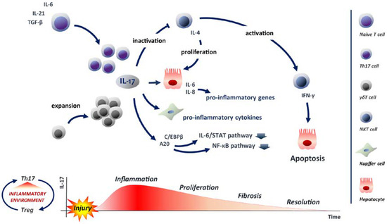 Liver Regeneration and Immunity: A Tale to Tell