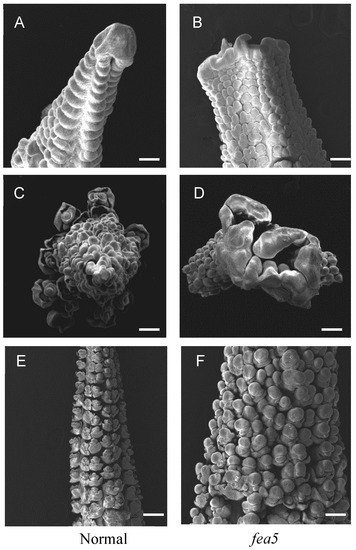 Integrating BSA-Seq with RNA-Seq Reveals a Novel Fasciated Ear5 Mutant ...