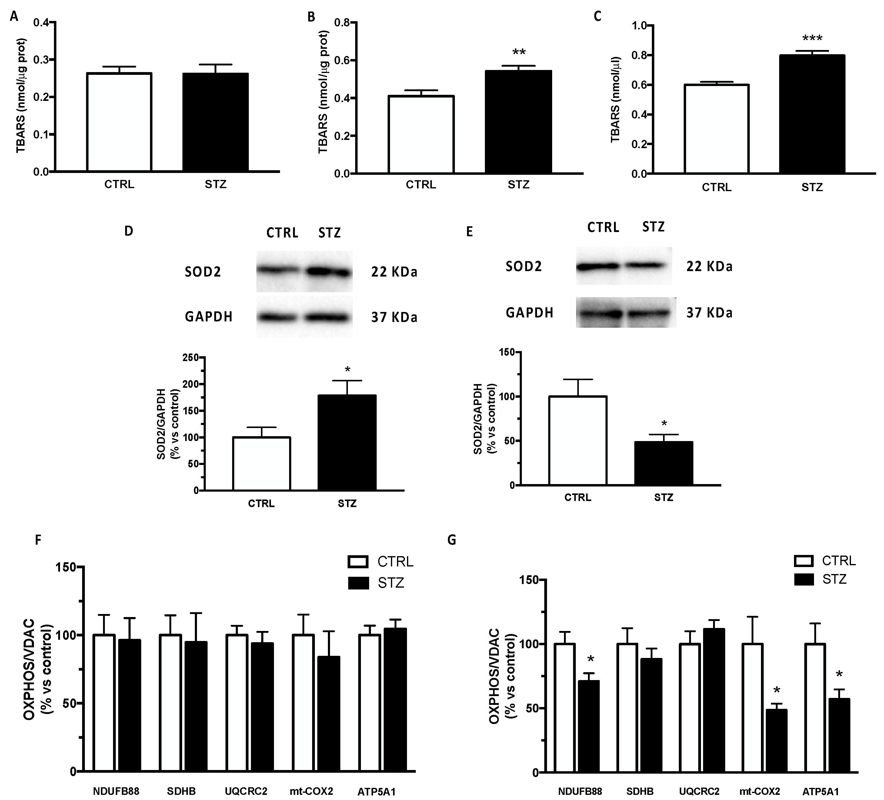 Diabetic Encephalopathy in a Preclinical Experimental Model of Type 1 ...