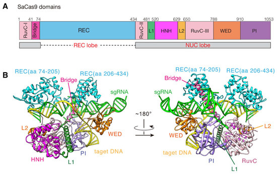 Full-Length Model of SaCas9-sgRNA-DNA Complex in Cleavage State