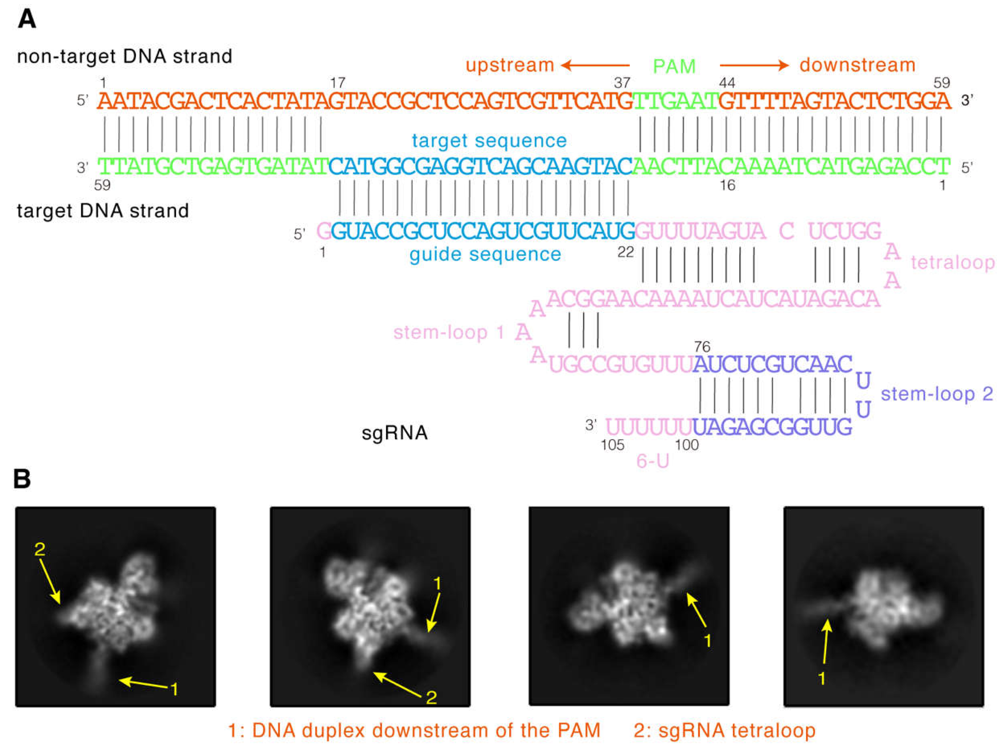 Full-Length Model of SaCas9-sgRNA-DNA Complex in Cleavage State
