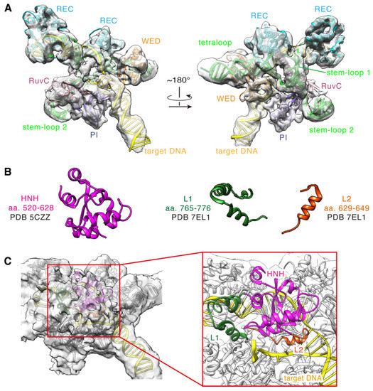 Full-Length Model of SaCas9-sgRNA-DNA Complex in Cleavage State